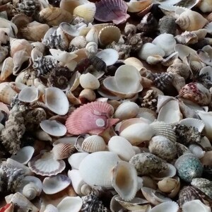 Assortment Mixed Shells Lot -natural Seashell Mix - Etsy