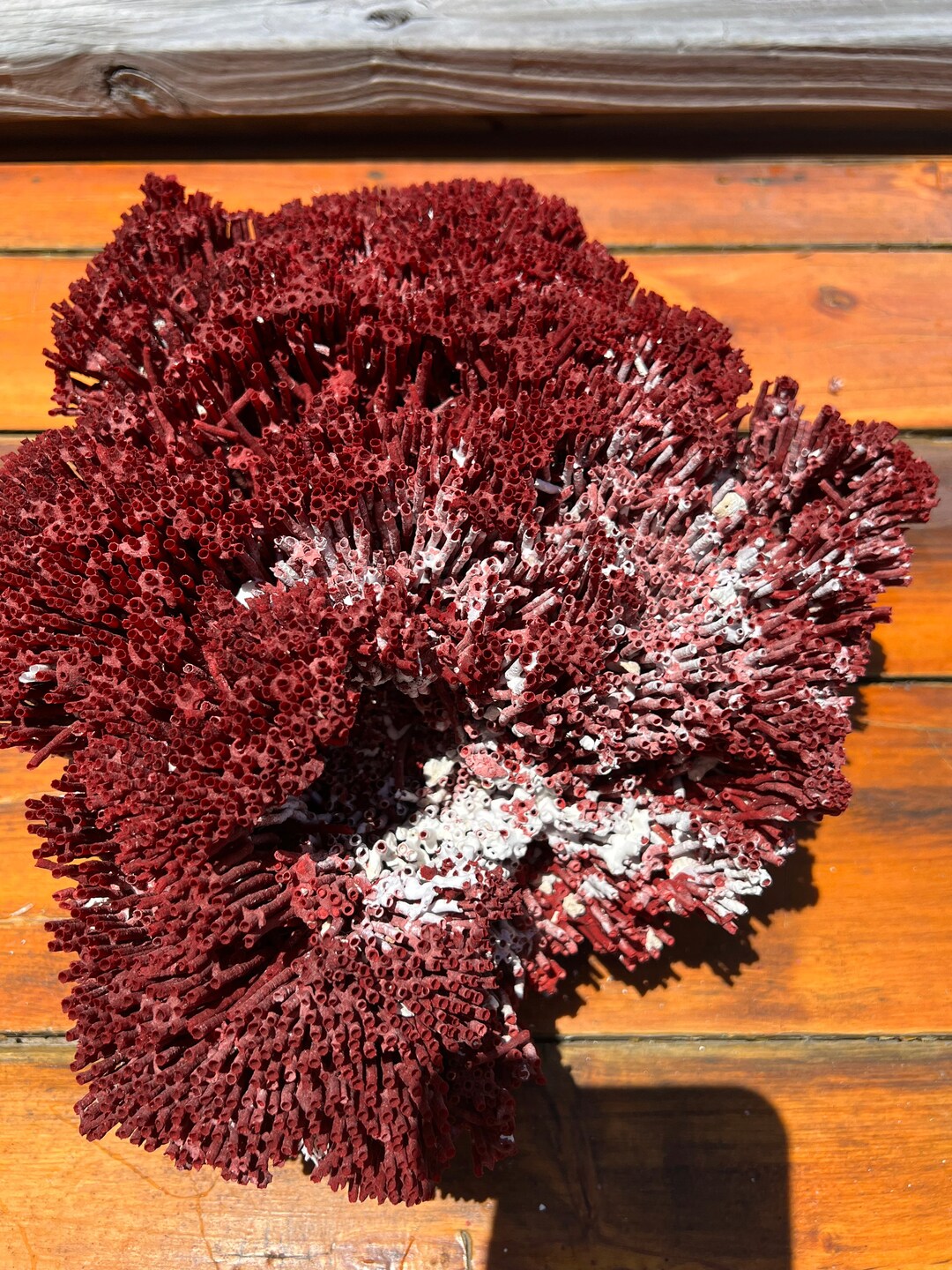 Vintage Red Pipe Organ Coral 13 - Etsy