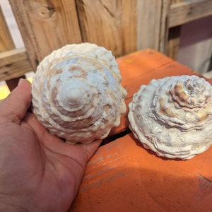 Raw Unpolished Astraea Undosa Large Wavy Top Turban Shell Seashell ...
