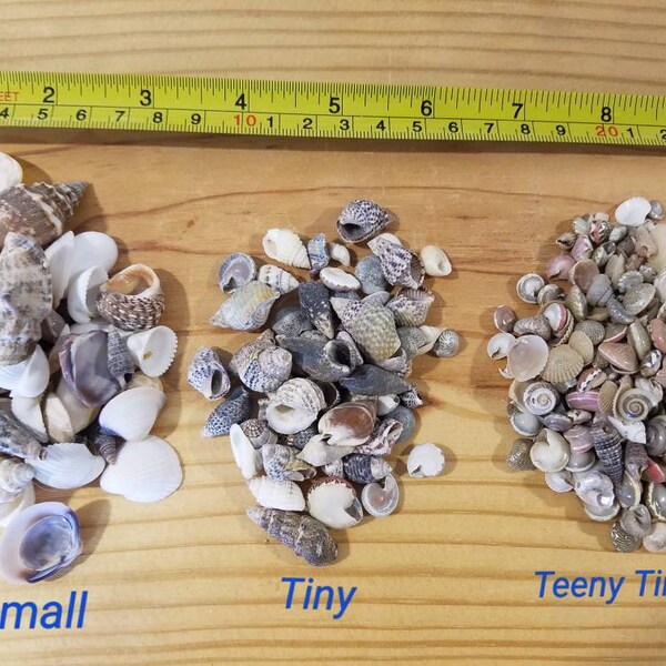 Tiny Seashells - Etsy