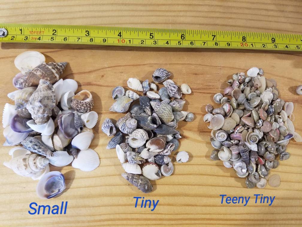 Multi Sizes Shell Mix Teeny Tiny Mini Small Seashells Supplies | Etsy