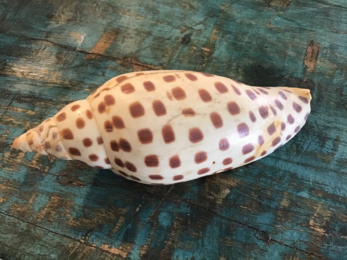 Vintage Scaphella Junonia Shell Juno's Volute Sea Snail | Etsy