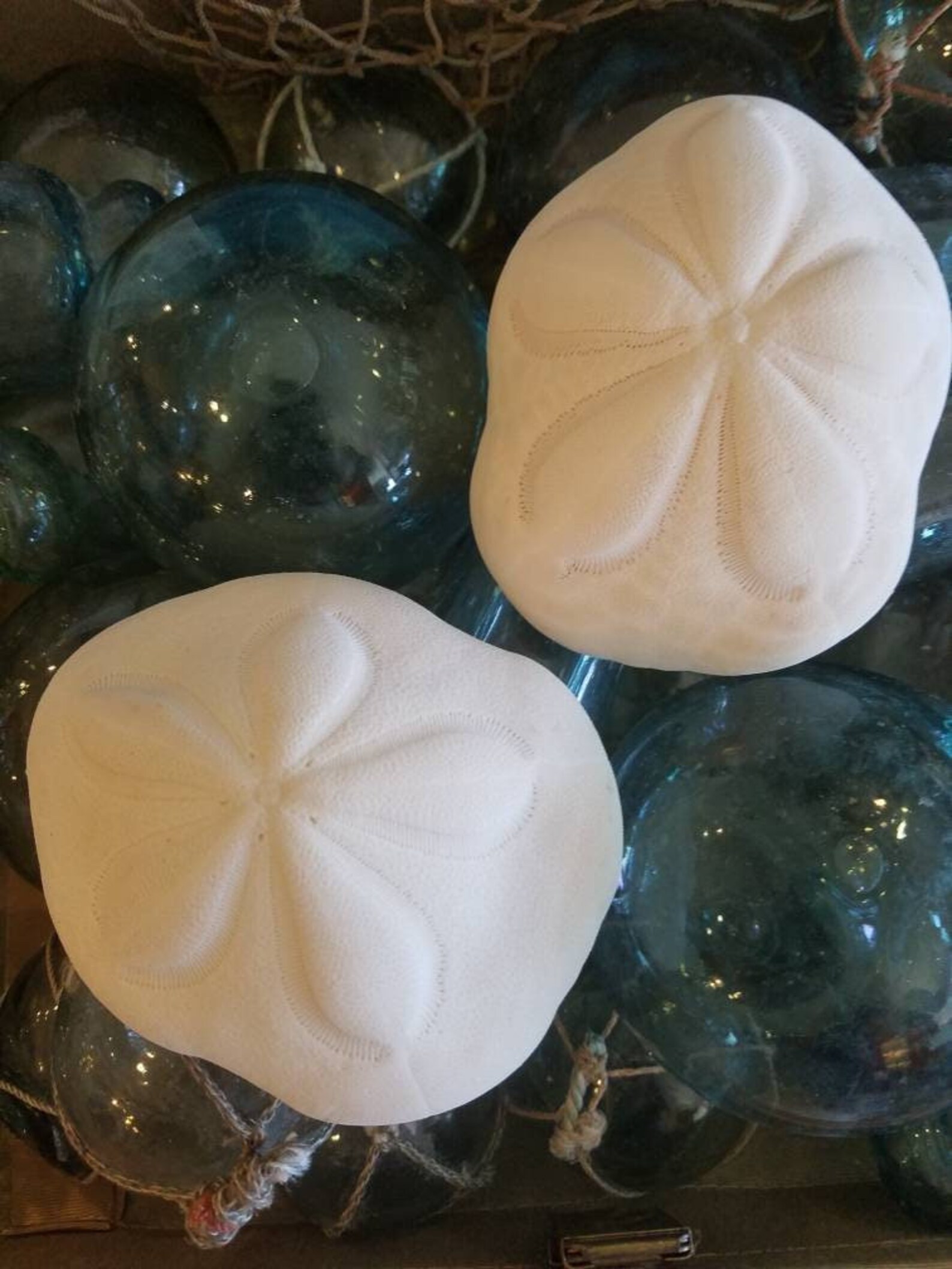 Large Natural Sea Biscuit Chunky Puffer Sand Dollar Star - Etsy