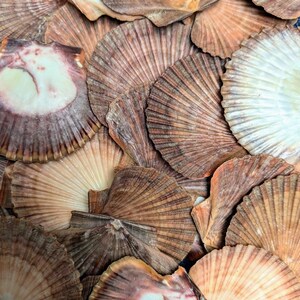 Mexican Flat Scallop Shells - Etsy