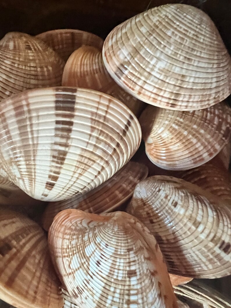 Venus Clam Shell Pairs Seashells Jar Filler Arrangement - Etsy