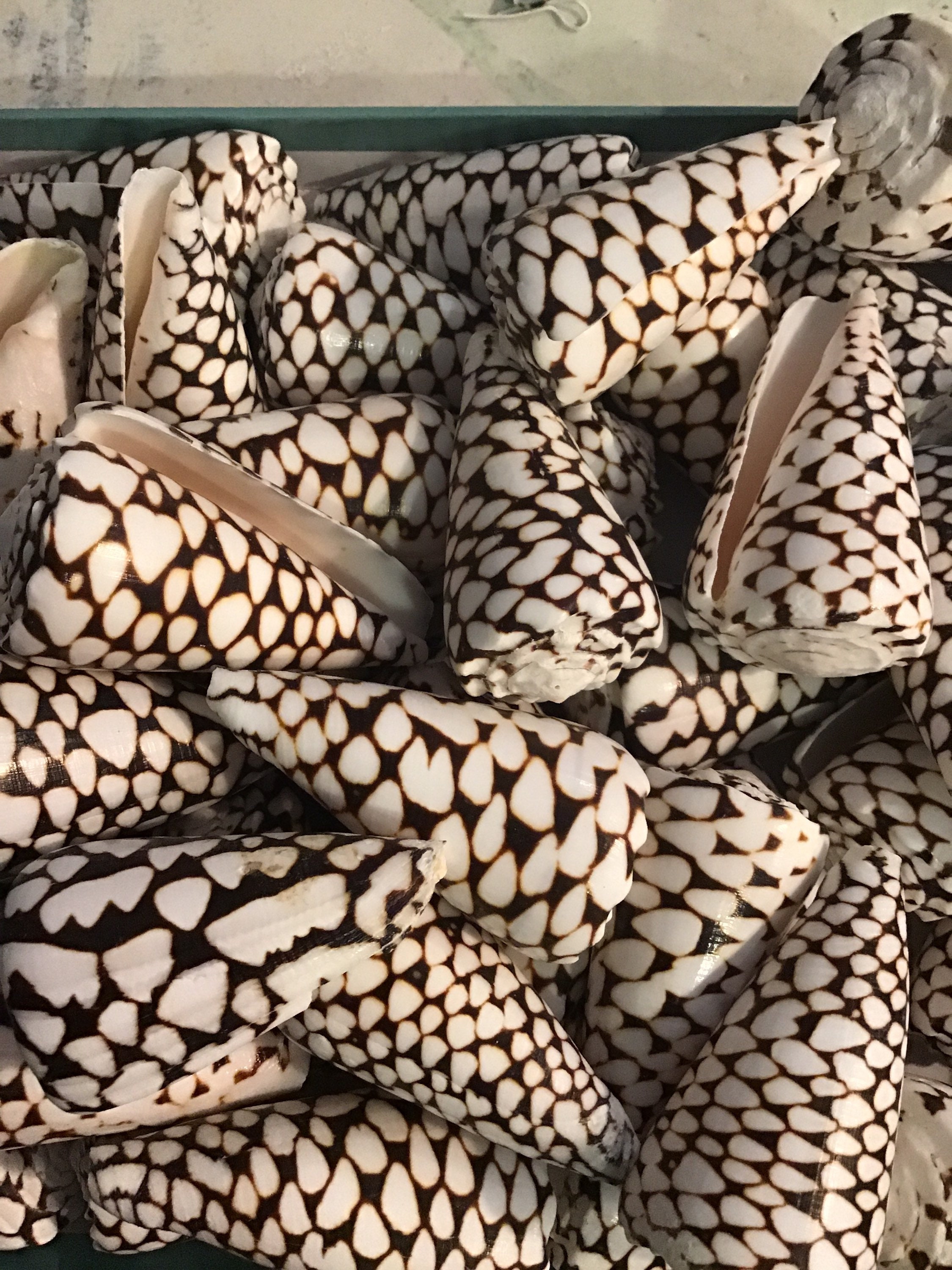 Conus Marmoreus aka Marbled Cone Shells 2-3 Black White | Etsy