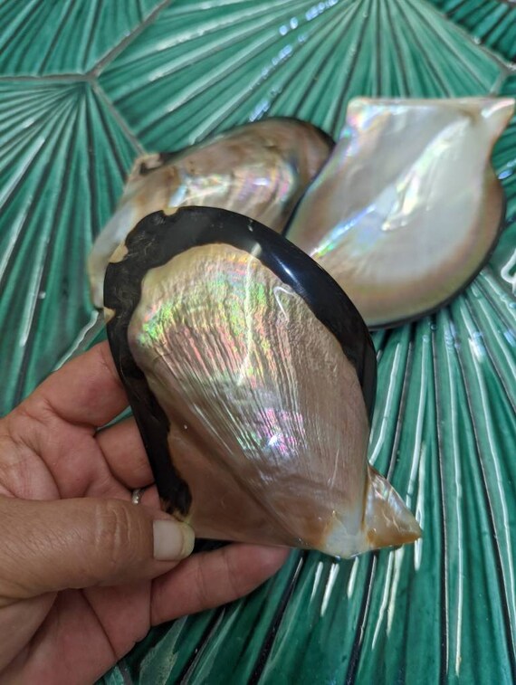 Black Pearl In Oyster Shell