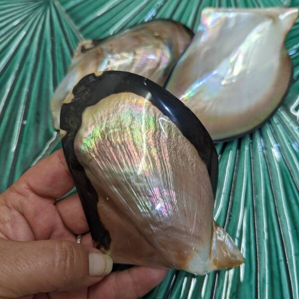 Brown Lip Shell - Etsy