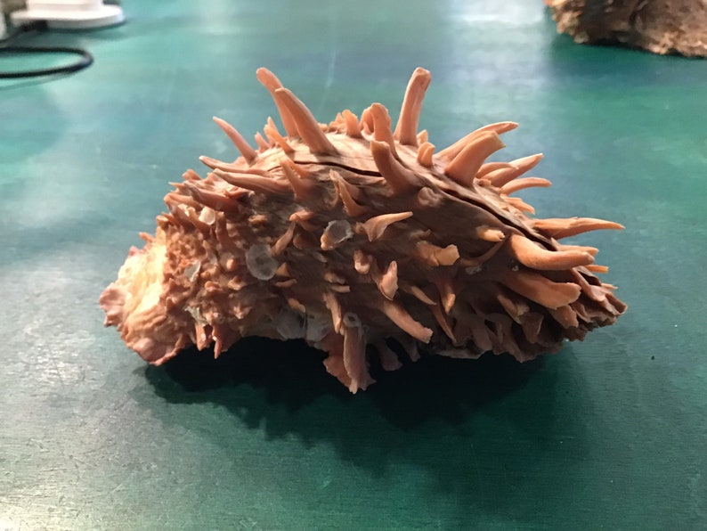 Vintage Spondylus Spiny Oyster Clam 4.5 Seashell Shell - Etsy