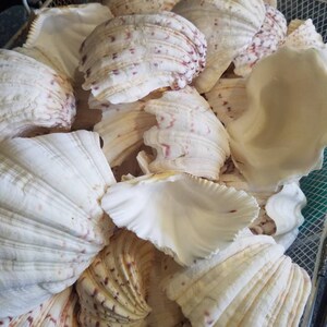 Bear Paw Clam Half Shells Clams Seashells Set Halves DIY Ring Bearer ...