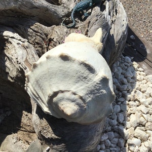 Growth Abnormality 13 Lightning Whelk Freak Mutant Freak Seashell Texas ...