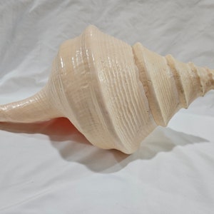 Large Monster Australian Trumpet Shell 18 Syrinx Aruanus - Etsy