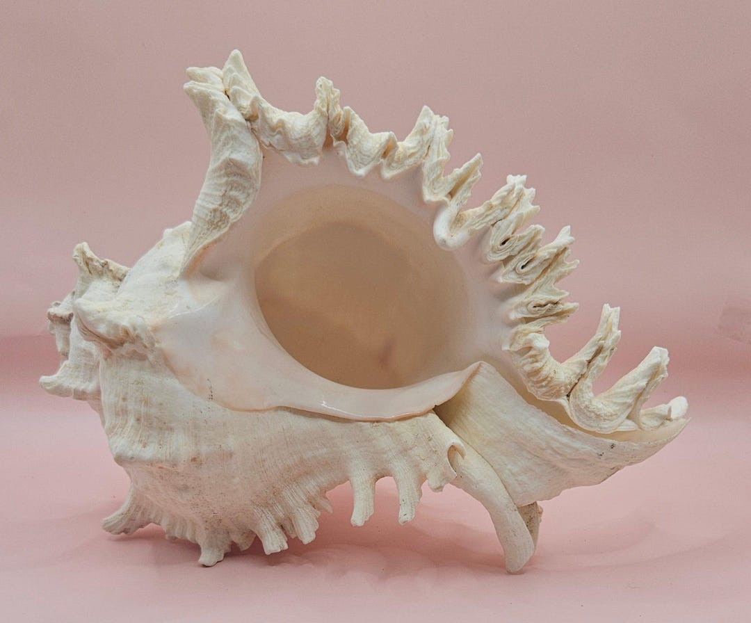 Murex Ramosus Conch – Large Spiny Seashell for Coastal & Nautical Decor ...