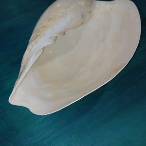 Extra Large Umbilicate Baler Melo Shell 13'" Exact Shown - Etsy