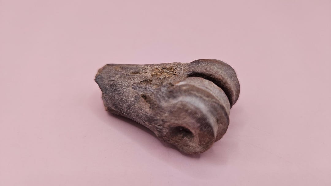 Ice Age Fossil Bone | Distal Cannon Bone From Prehistoric Deer or Horse ...