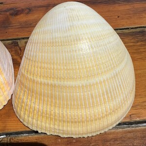 Giant Atlantic Heart Cockle Shell Pair - Etsy