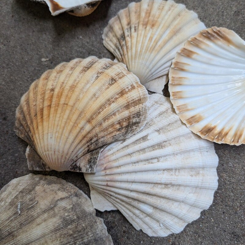Clam Shell Bowl - Etsy
