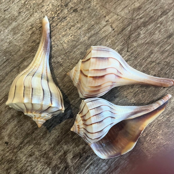 Shell Lightning Whelk - Etsy