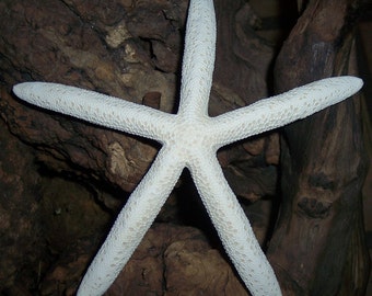 Starfish Home Decor - Etsy