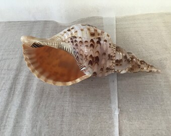 Giant Triton Snail - Etsy