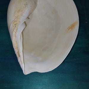 Extra Large Umbilicate Baler Melo Shell 13'" Exact Shown - Etsy