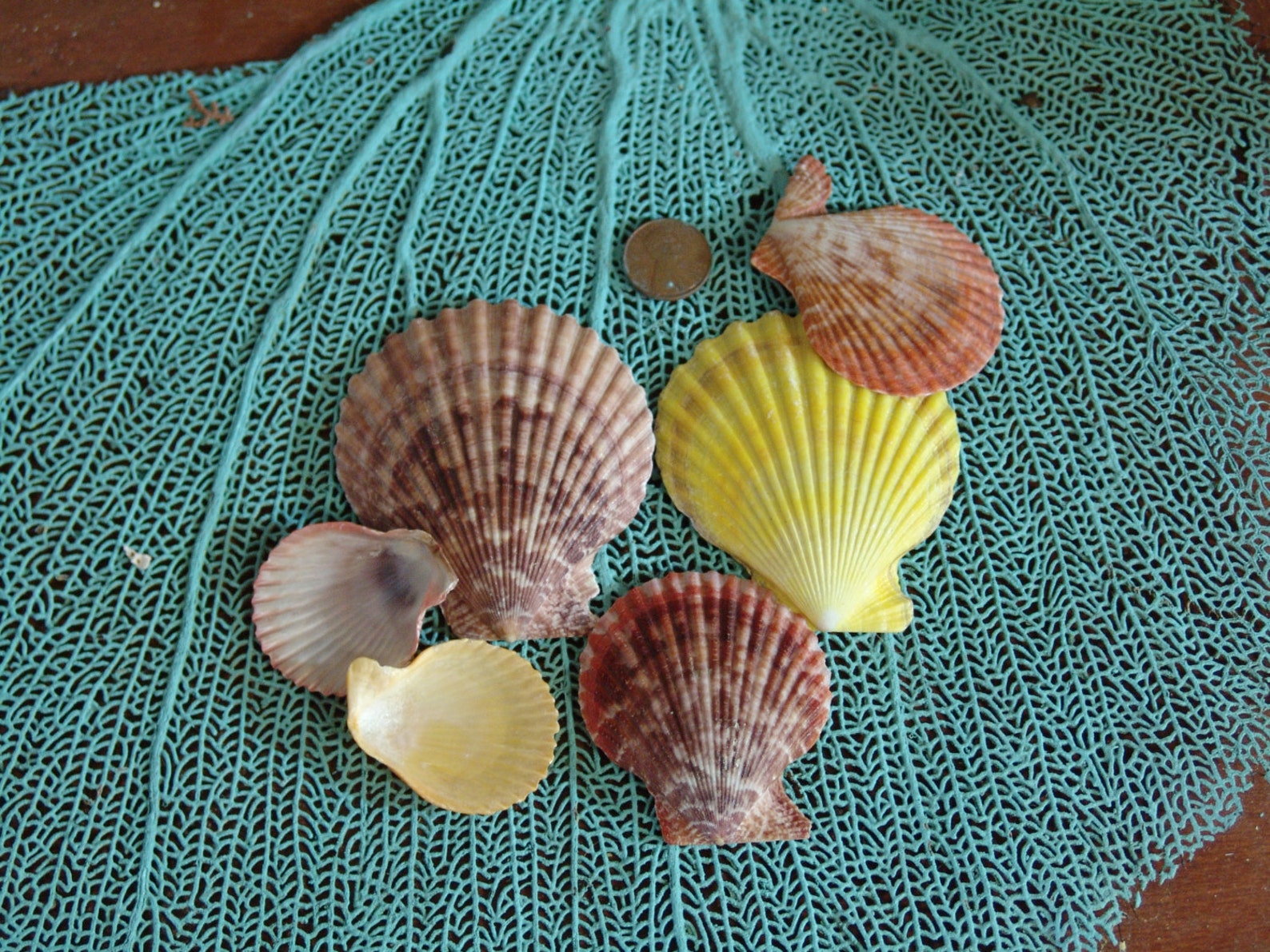 Bright Tropical Scallop Pectin Nobilis Shells Seashells | Etsy