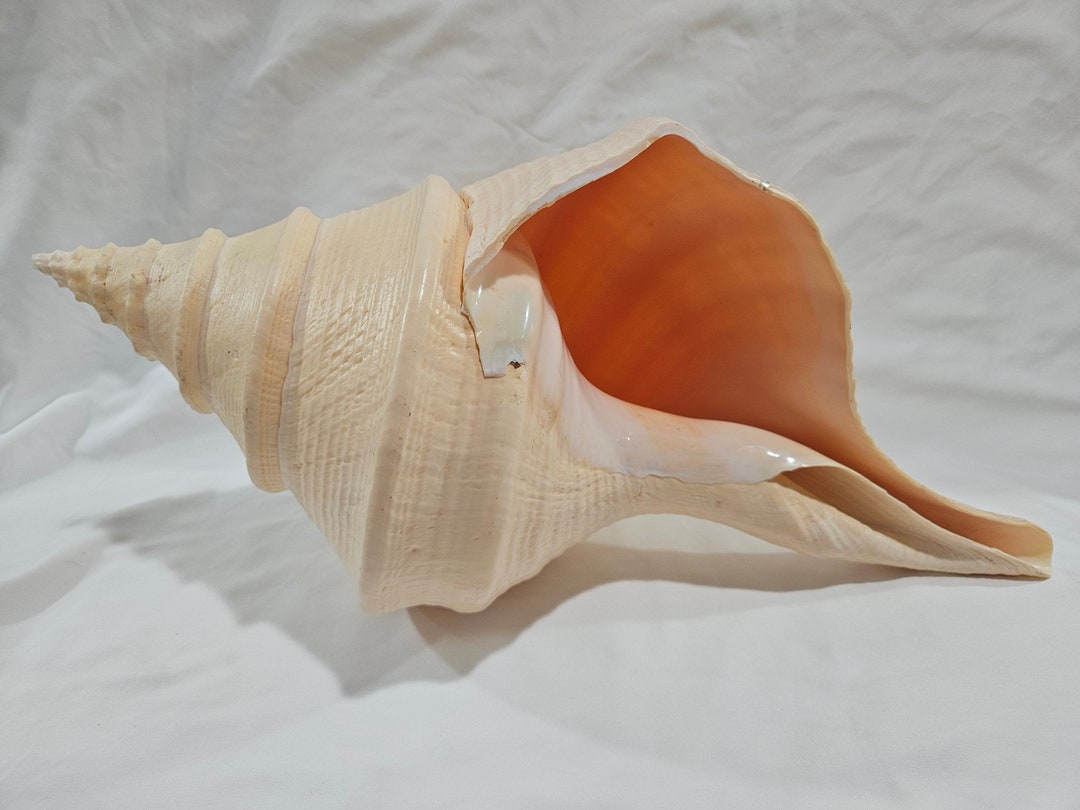 Large Monster Australian Trumpet Shell 18 Syrinx Aruanus - Etsy