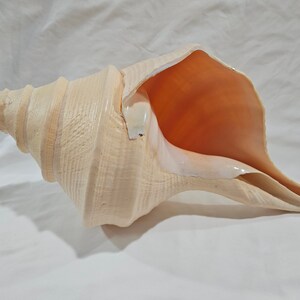 Large Monster Australian Trumpet Shell 18 Syrinx Aruanus - Etsy
