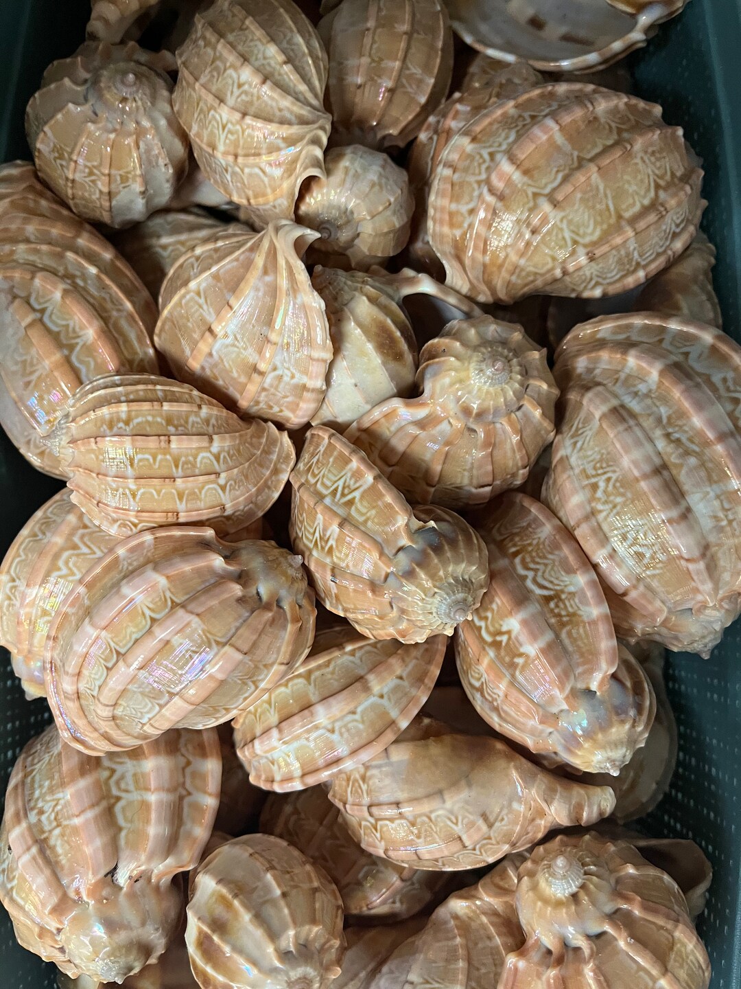 Select Iridescent Harpa Shells 2-3" Natural Ribbed Seashells Unique Design - Etsy