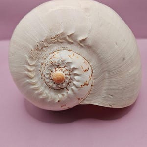 Giant Philippines Crowned Baler Melon Shell - 10" Natural Coastal Decor ...