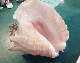 Queen Conch Shell - Etsy