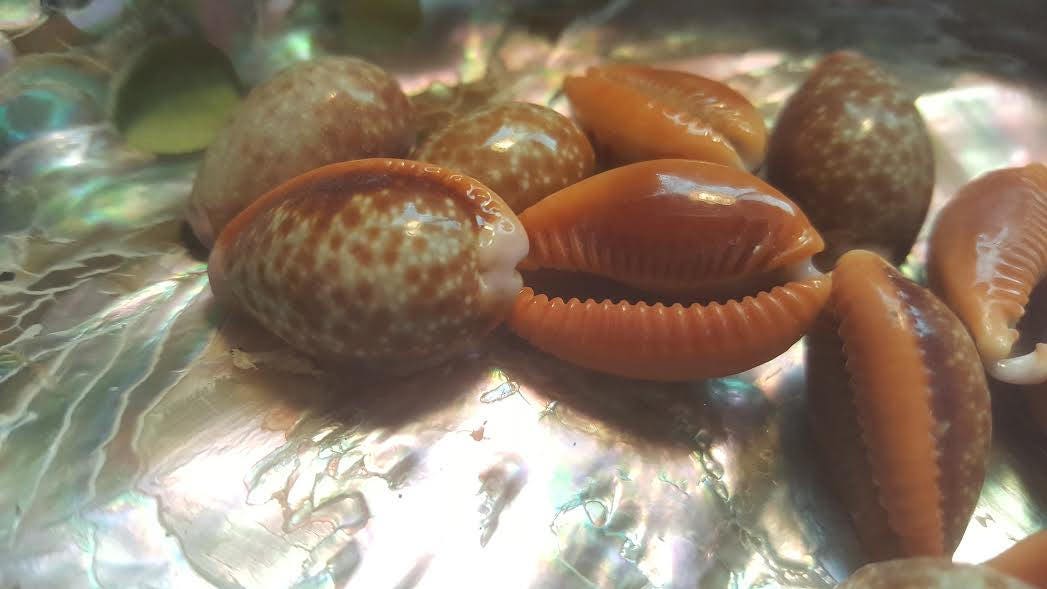 Erosaria helvola cowry Natural small sea shells Golden honey cowrie ...