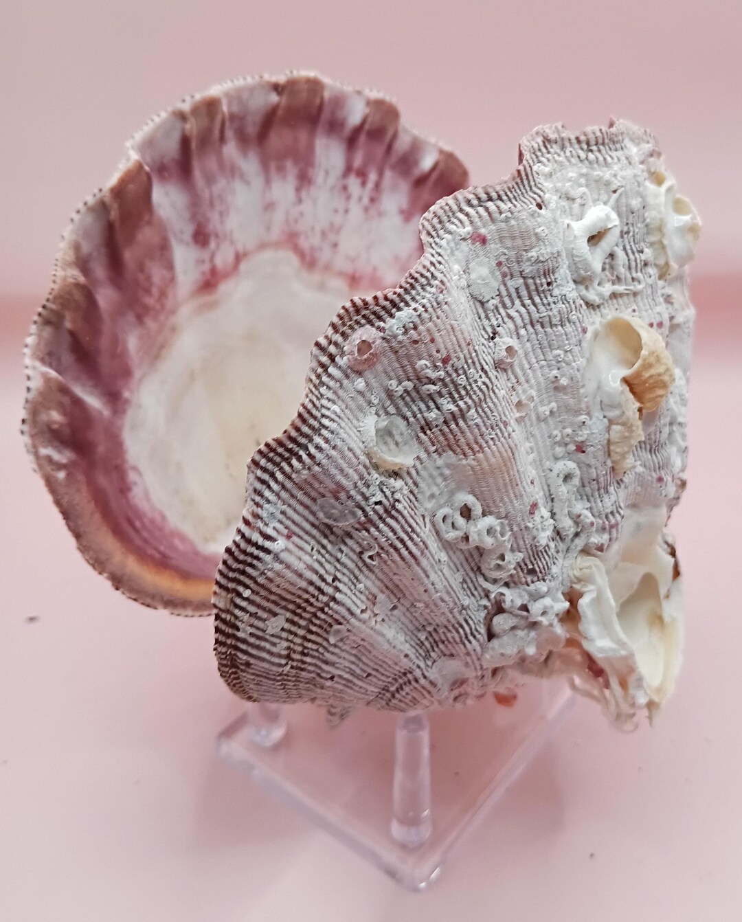 Natural Lion's Paw Seashell Pair – 5.9" X 5.3" – Barnacle-encrusted ...