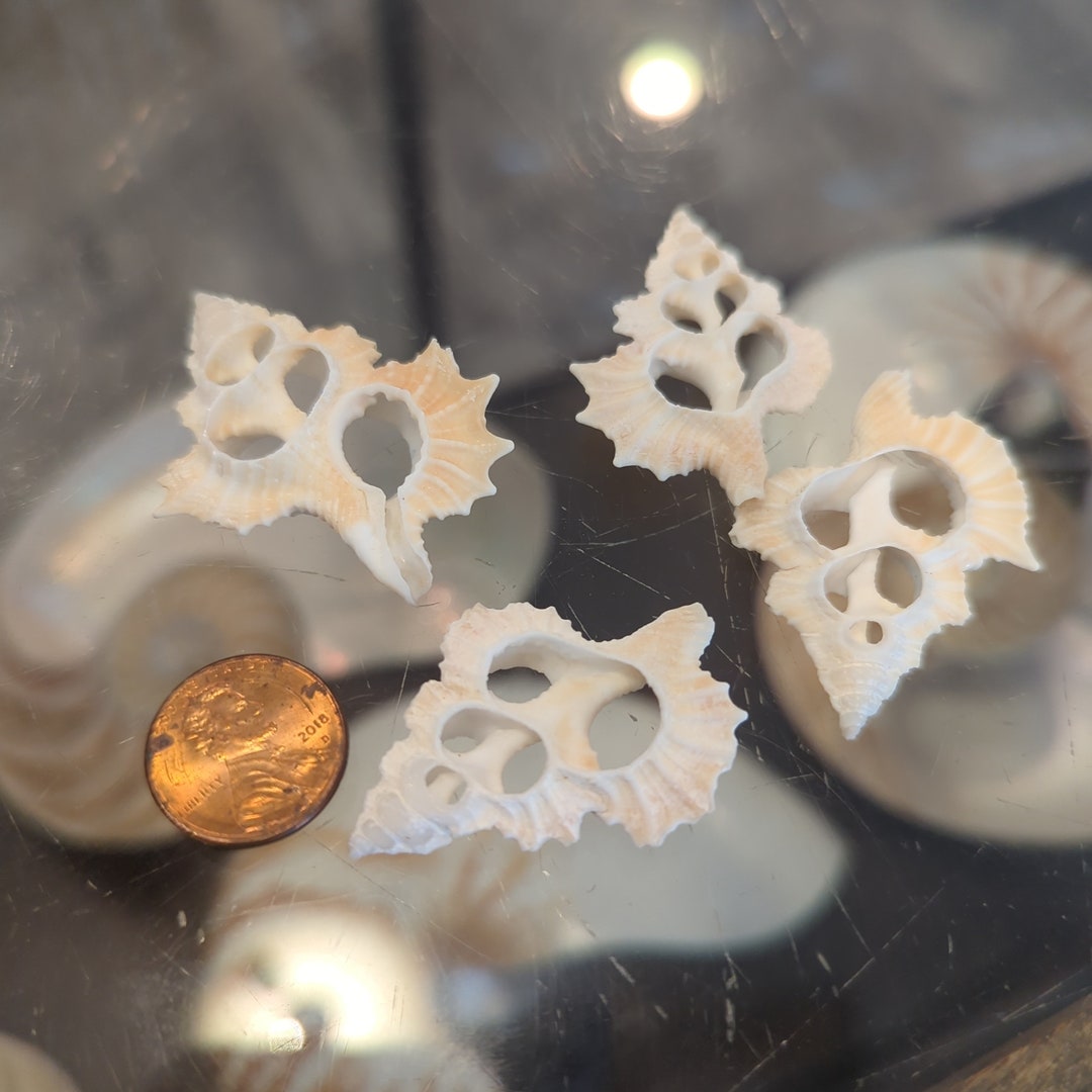 Center Sliced Maple Leaf Shell 1.5" Sea Life Vintage Craft DIY Retro ...