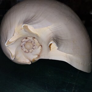 Extra Large Umbilicate Baler Melo Shell 13' Exact Shown - Etsy