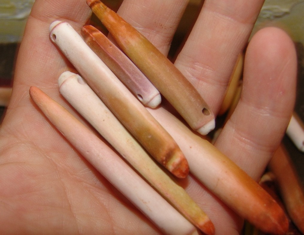 Drilled or Whole Sea Urchin Shell Spines Natural Tones Arts | Etsy