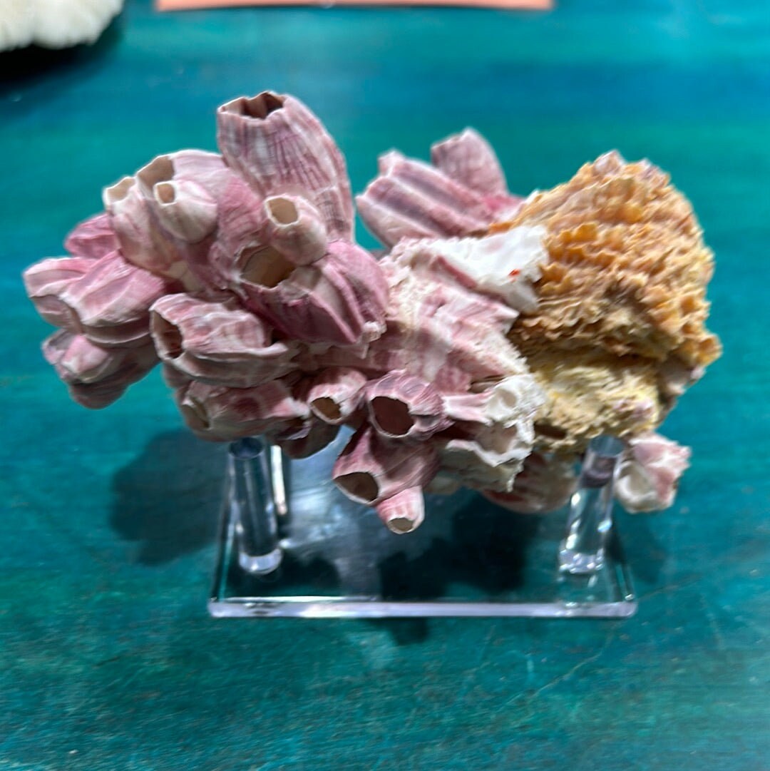 Yellow Jewel Box Shell With Natural Barnacle Growth - Etsy