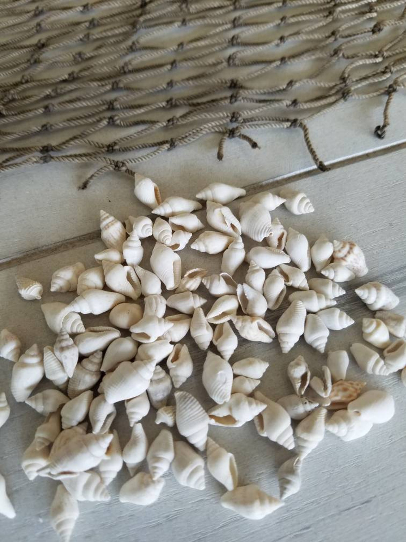 Mini White Nassa Shells Coastal Shell Supplies Crafts Vase | Etsy