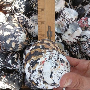 Black and Pearl Pica Magpie Turbo Shells Caribbean Gulf Seashells - Etsy