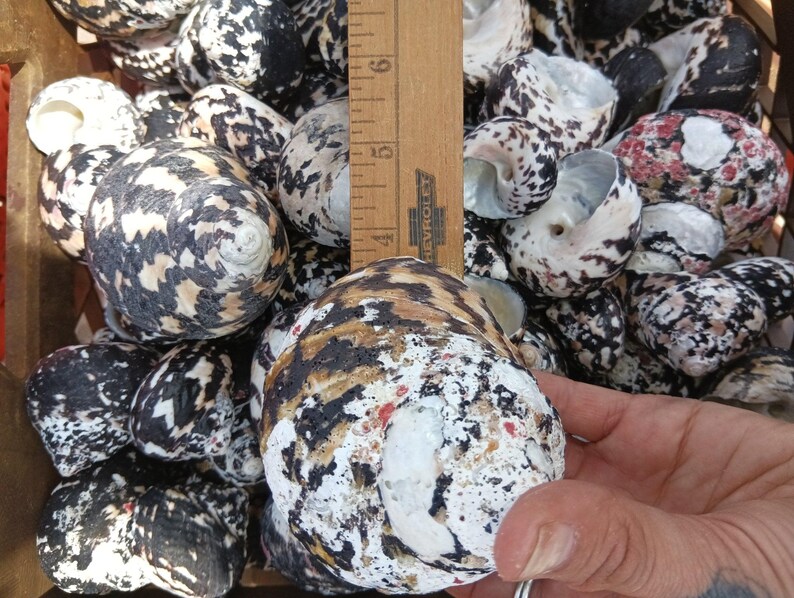 Black and Pearl Pica Magpie Turbo Shells Caribbean Gulf Seashells - Etsy