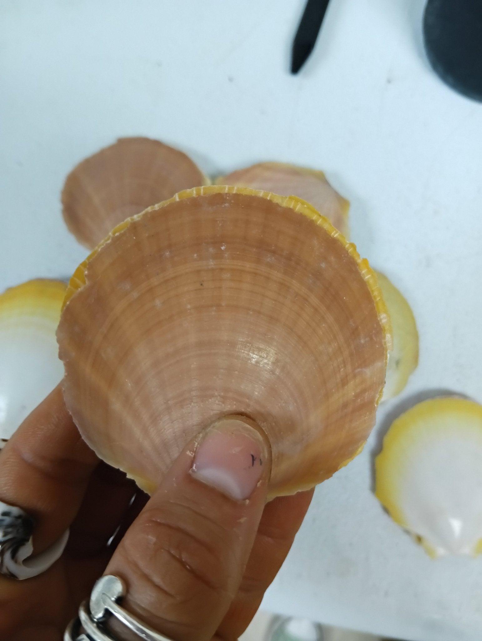 Non-edged Asian Moon/sun Scallop Pairs (amusium Pleuronecte) - Etsy