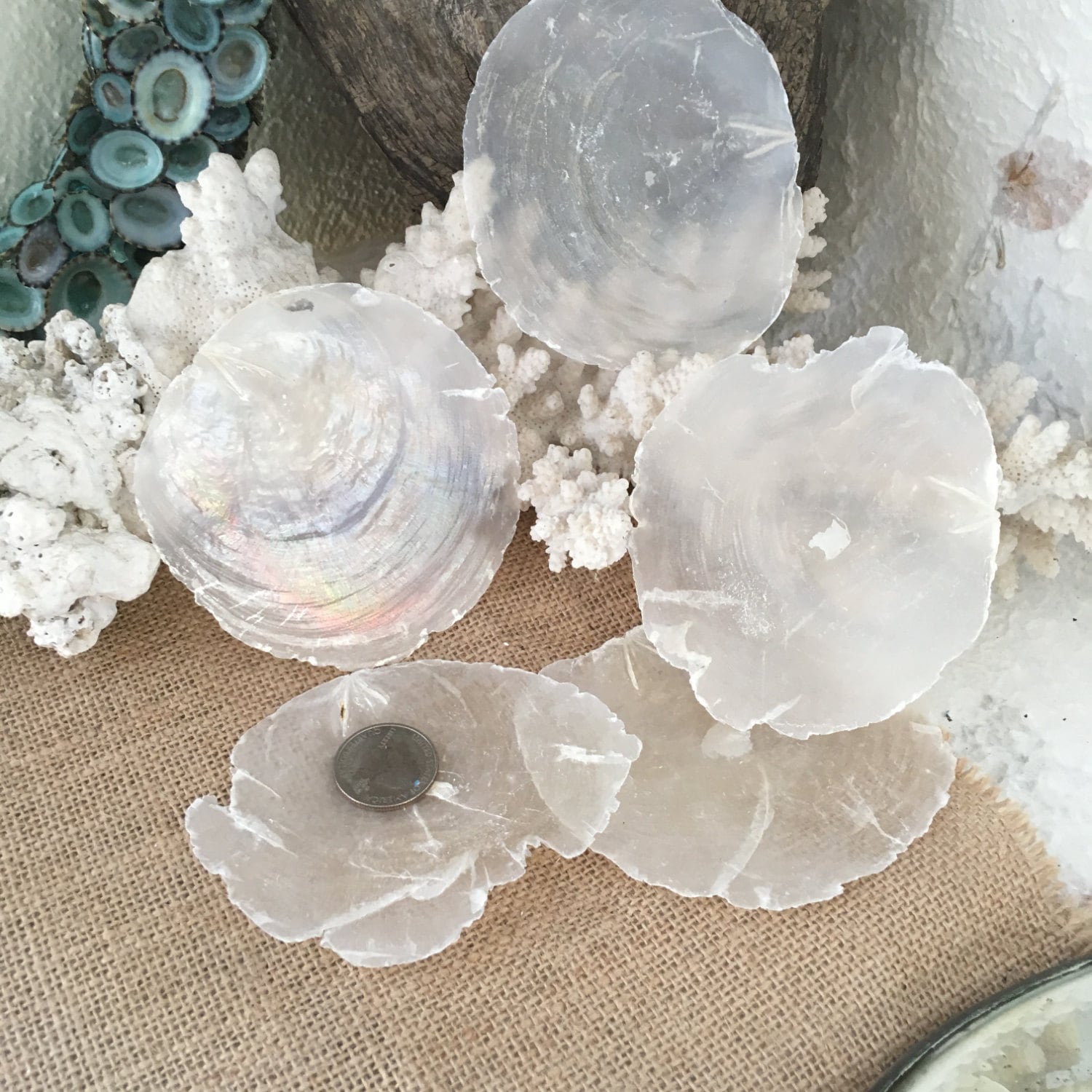 Raw Edge Capiz Shell Rounds Window Pane Flat Oyster Shells - Etsy