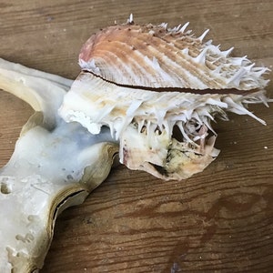 Hammer Wing Oyster Spondylus Clam Shell Spike Natural Mollusc Mollusk ...