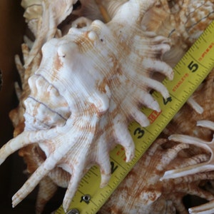 Millipede Spider Conch Shell Lambis Millepeda Spike Legs Pointed Spines ...