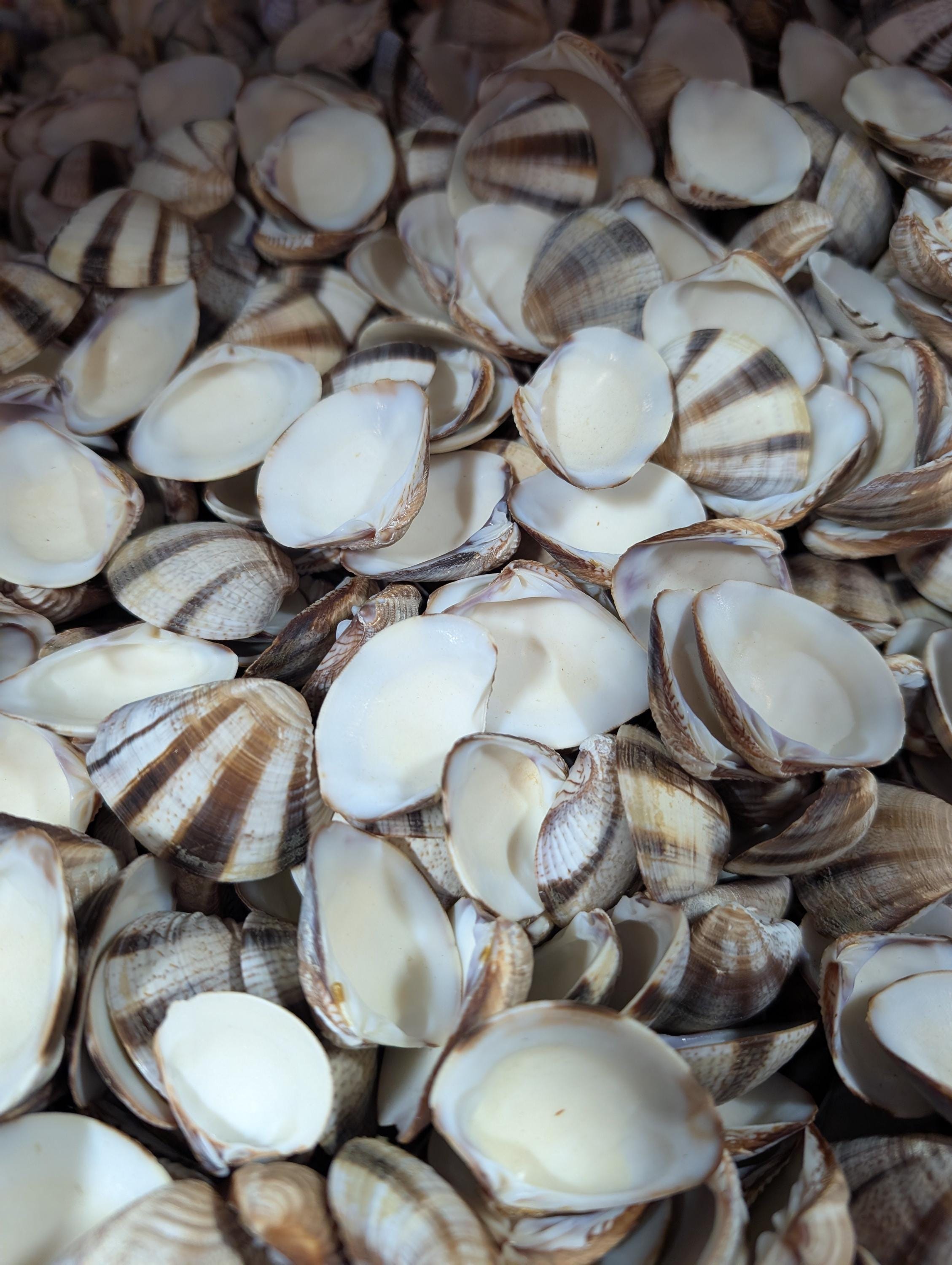 Venus Striped Clam Shells - Chamelea Gallina - Etsy