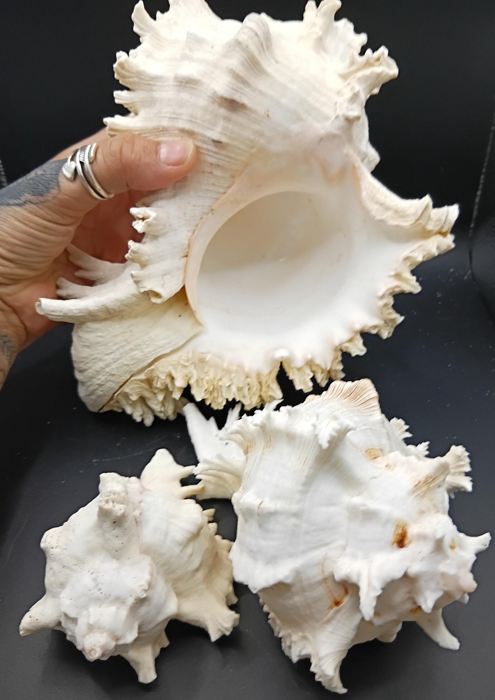 Murex Ramosus Shell - Etsy