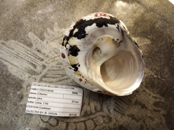 Specimen West Indian Top Magpie Shell Cittarium Pica Organic - Etsy