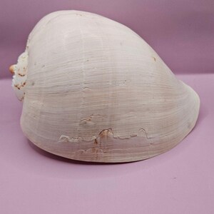 Giant Philippines Crowned Baler Melon Shell - 10" Natural Coastal Decor ...