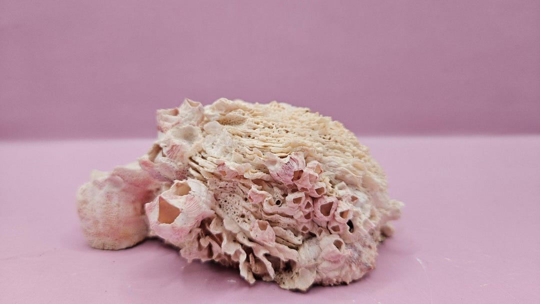 Barnacle With Yellow Jewel Box Shell – Gulf of Mexico (4.5"x4") - Etsy