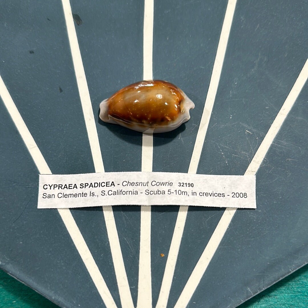 Chestnut Cowrie - Etsy